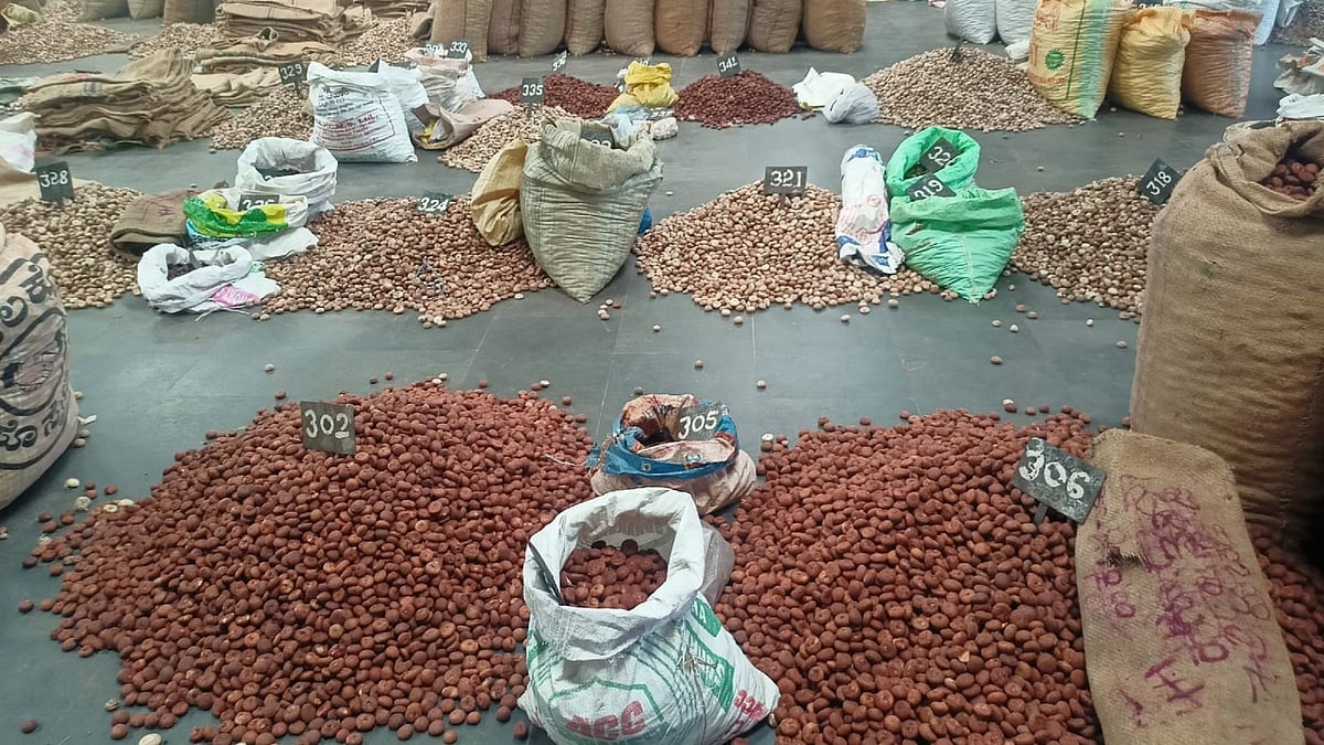Arecanut price slides sharply in Karnataka's Sirsi market; growers in ...