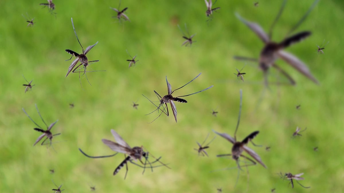 Google Mosquitoes: Why 32 million sterile insects may be released in US now