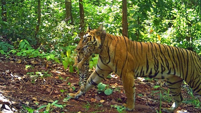 Tigress Zeenat, who caught attention with 300-km journey, gives birth ...