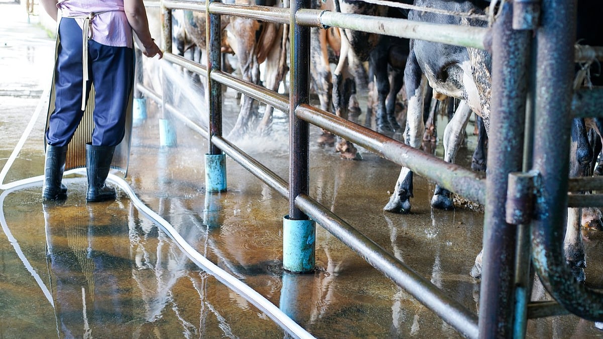 Extreme heat tests India's record milk production