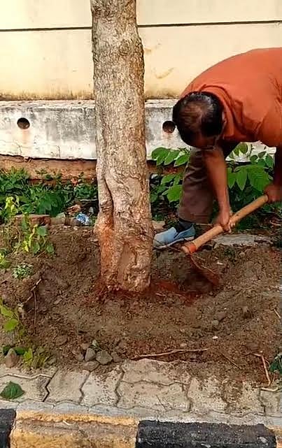A year after government order, Mysuru trees still trapped in concrete