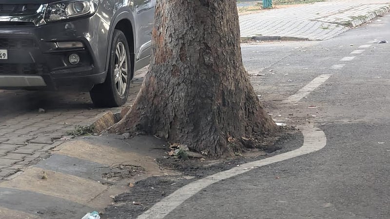 A year after government order, Mysuru trees still trapped in concrete