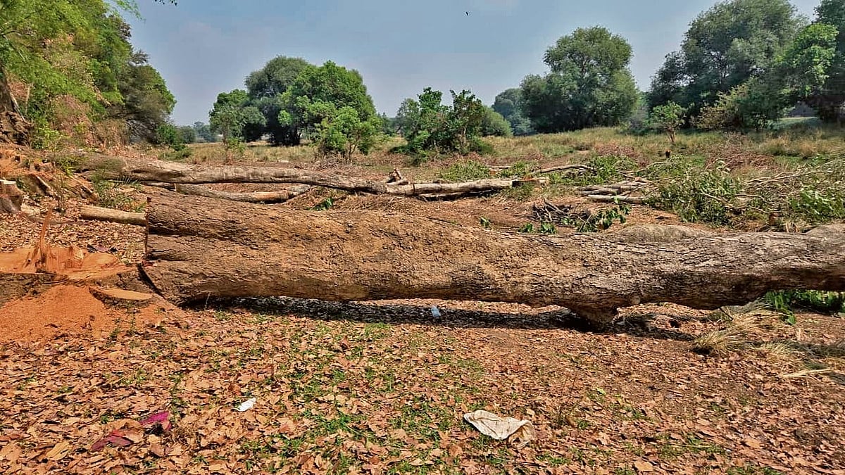 Over 600 trees illegally felled at NSI Kanpur