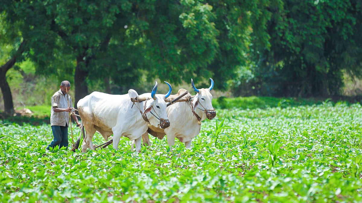 Bull's death forces farmer to yoke wife to plough in Latur