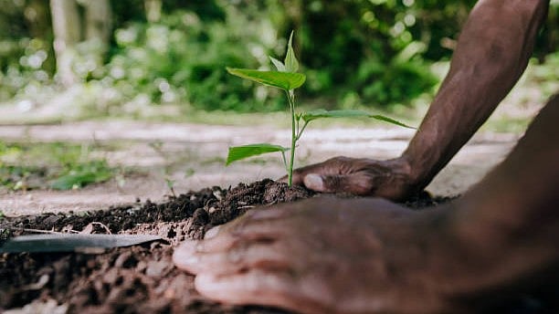 BDA to plant 15 lakh saplings on June 27, eyes Guinness World Record