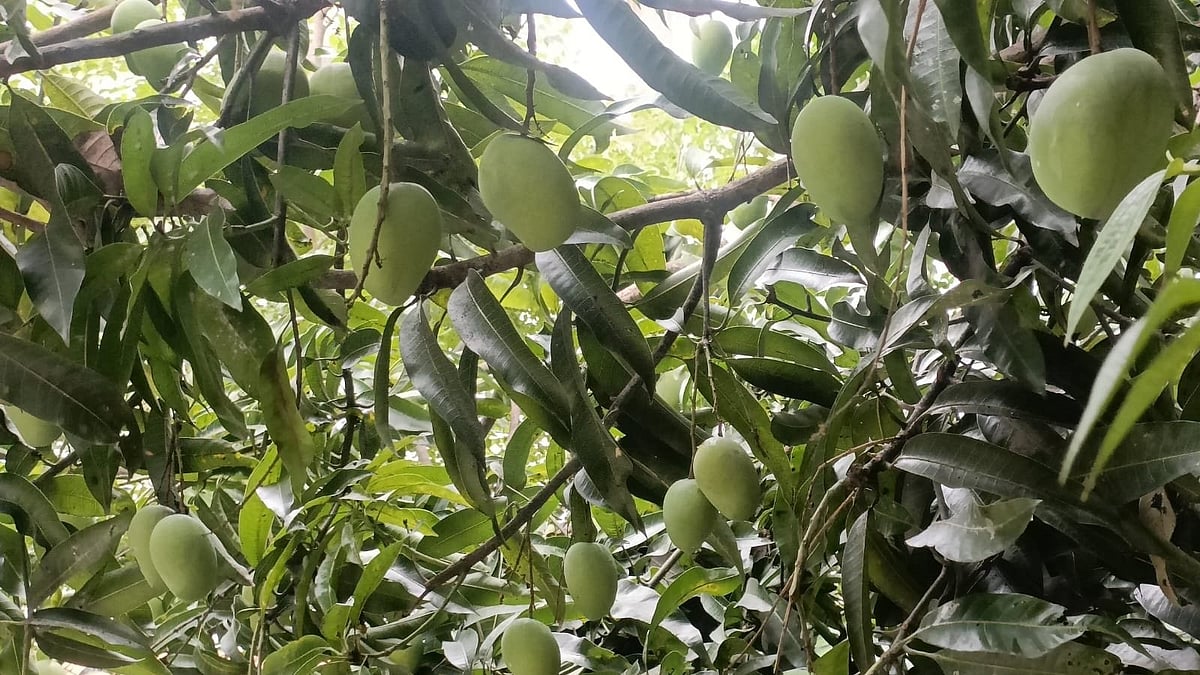 Bengaluru’s backyard mango economy