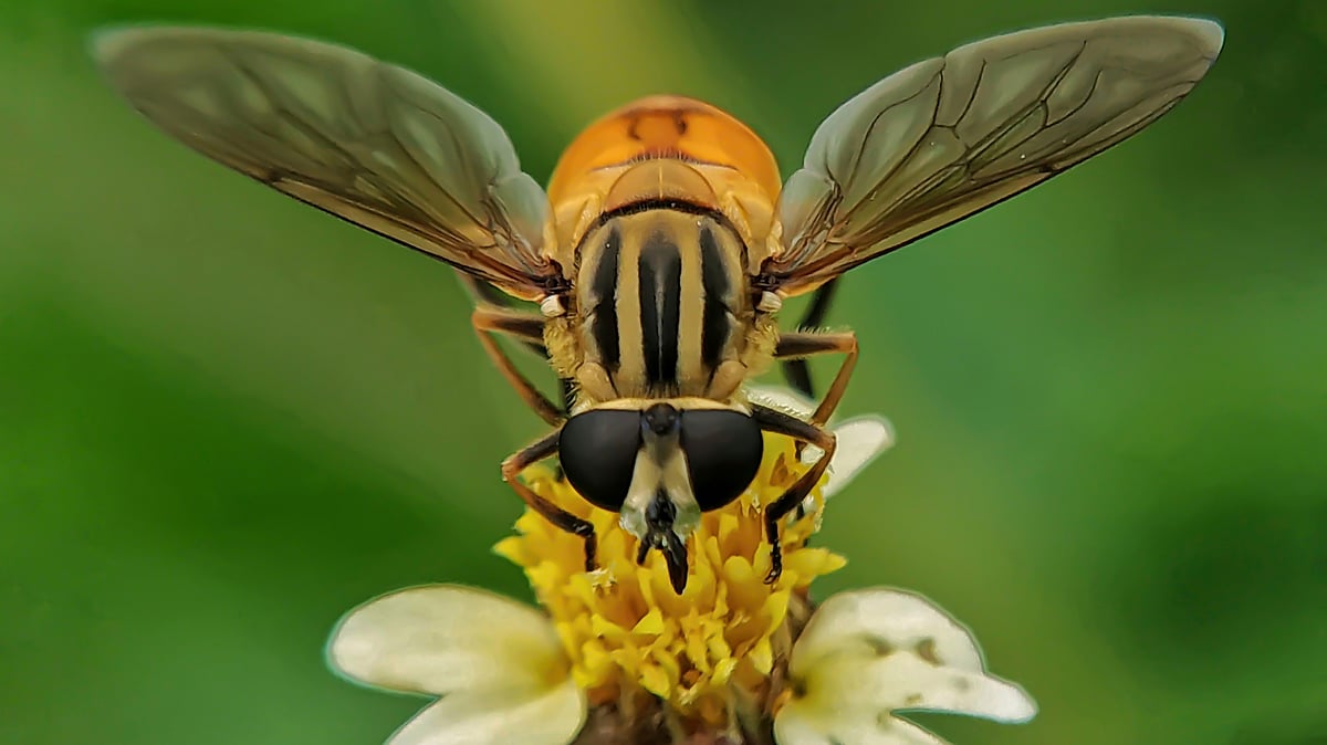 Worker bees build a 'royal palace' for the honeybee queen