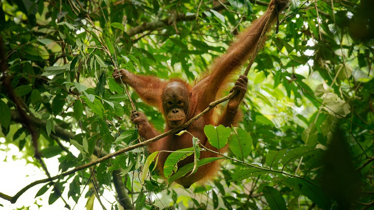 Deadly Indonesia floods wiped out at least 7% of rare orangutan ...