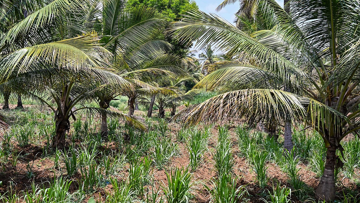 Villages in Karnataka's Bidadi split over surrendering land to govt for ...