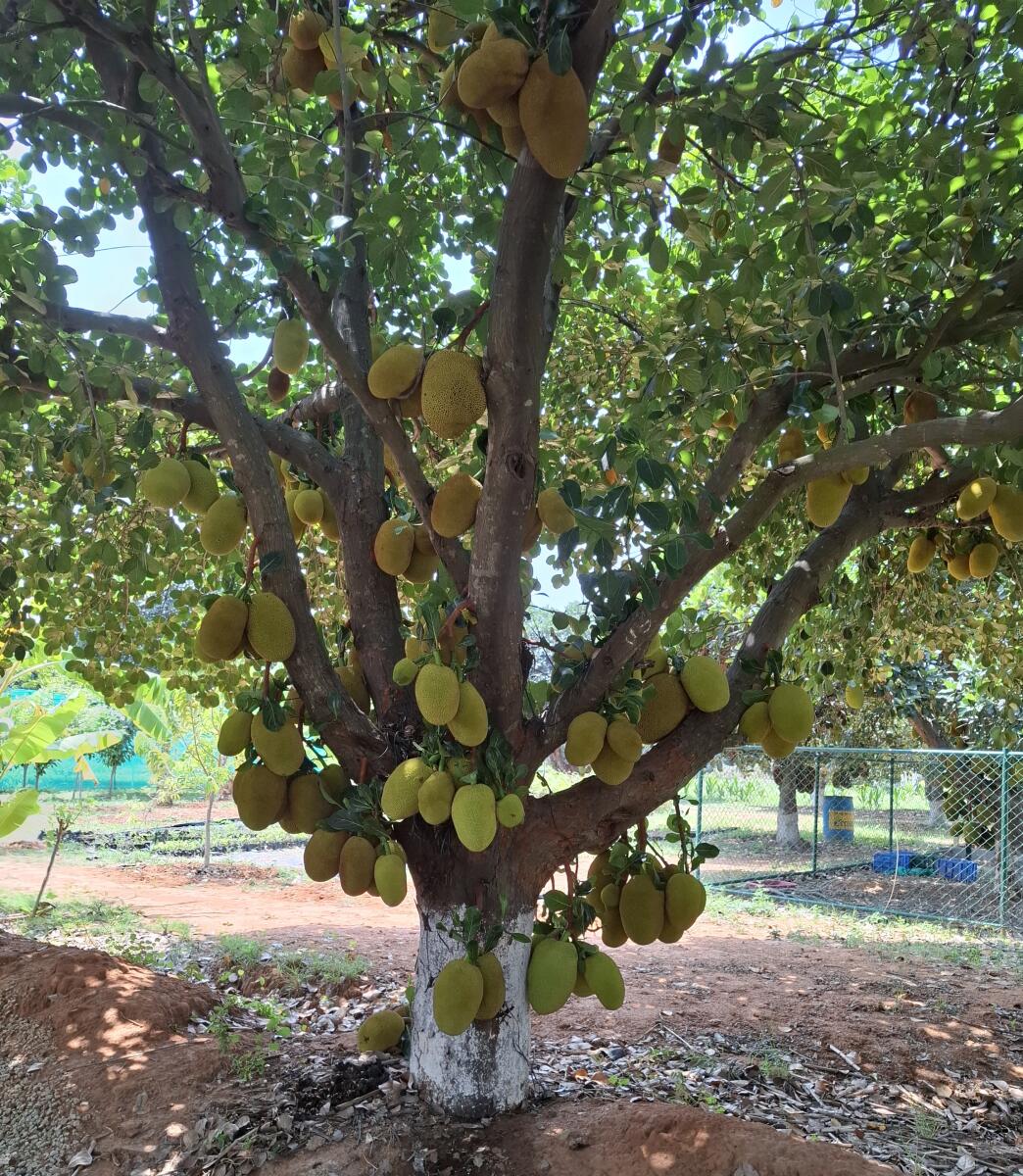 Rooted in local jackfruit heritage