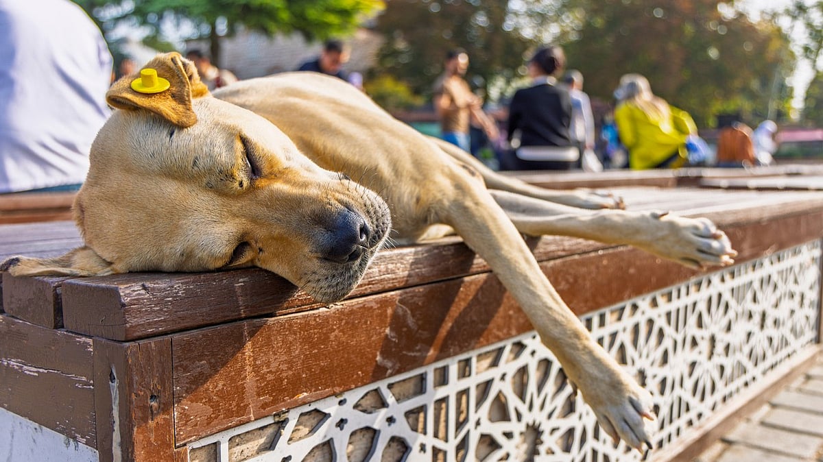 Bengaluru targets 100% stray dog sterilisation coverage in three years ...