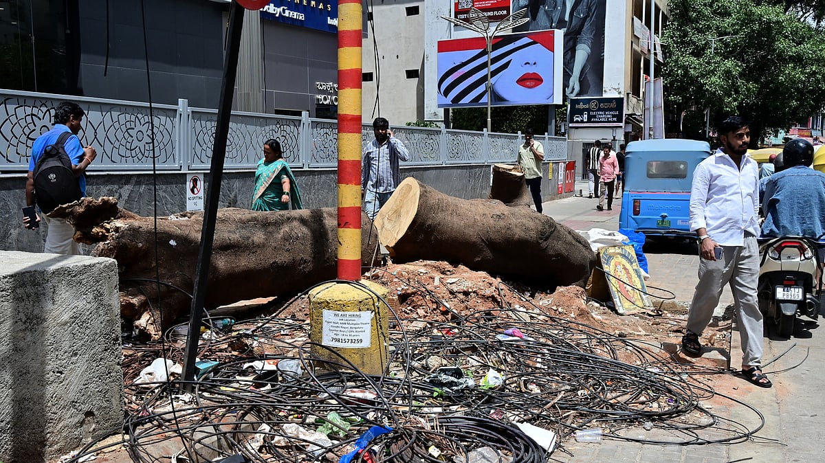 Bengaluru Tree Loss: 19,000 Trees Cut for Development Projects