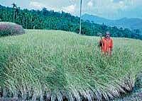 100 acres of paddy fields damaged in unseasonal rain