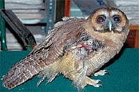 Rare guest in Chettalli