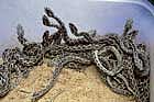 Viper gives birth to 54 young ones