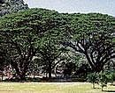 Rain trees losing their roots in Bangalore