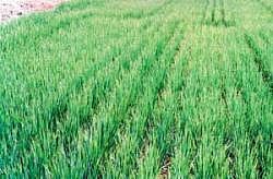 Back to traditional varieties