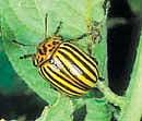 Pest control, naturally
