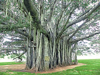 Unraveling the history of Karnataka's heritage trees