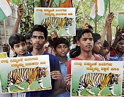 Tiger deaths: Infection cause yet to be ascertained
