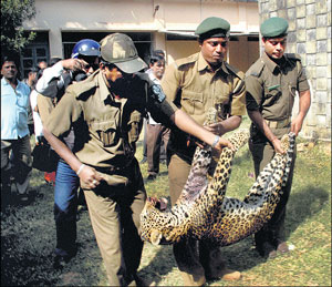 Human fury claims leopard's life