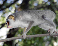 Slender loris rescued, let into IISc forest