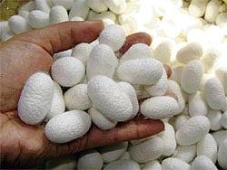 Govt to stabilise cocoon price