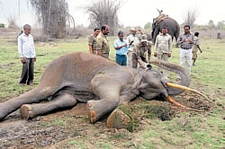 Agony continues as jumbo resists treatment bid