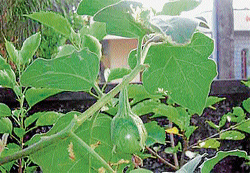 Lakshadweep to grow famed Mattu Gulla