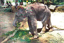 Stray jumbo calf brought to BBP