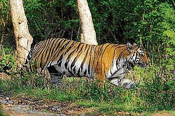 Country's oldest tigresss dies