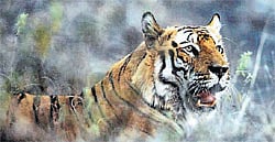 Bandhavgarh's star tiger dies