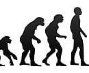 Why humans walked upright