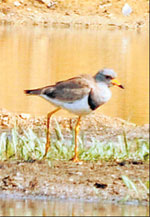 Rare bird sighted in Uttara Kannada