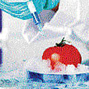 Full genome sequence of tomato cracked