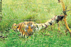 Villagers win accolades for saving trapped tiger