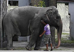81-year-old 'actor' female elephant dies