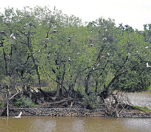 Heavy rain lashes coastal belt, Malnad