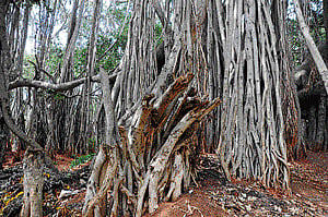 The Big Banyan Tree is dead, long live its roots!