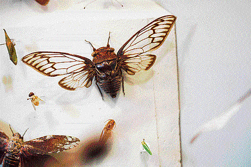 Where cicadas are welcomed