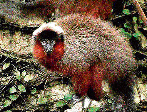Monkey's alarm calls reveal predator location