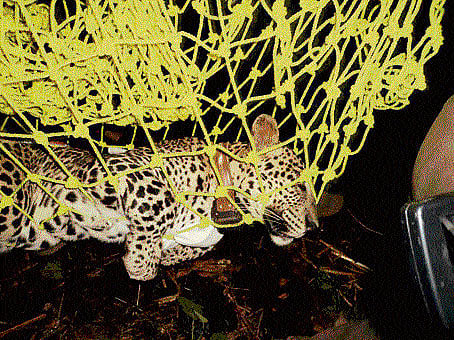 Leopard enters house, trapped
