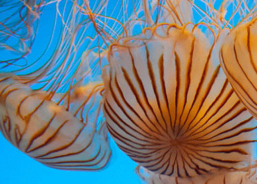 World's first jellyfish database created
