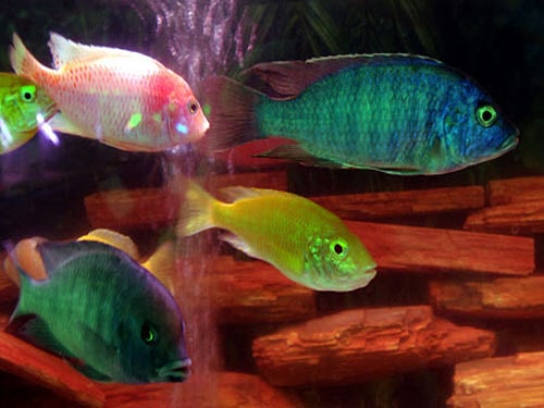 India's first fish hospital to come up in Bengal