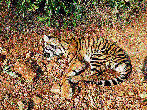Tiger cubs starve to death