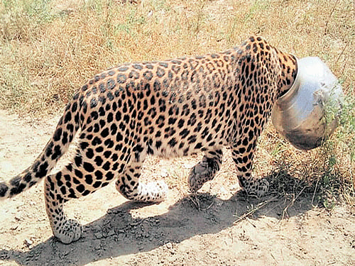 Thirsty leopard gets head stuck in water pot