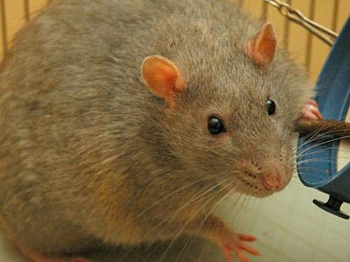 Archaeologists find dog sized rat