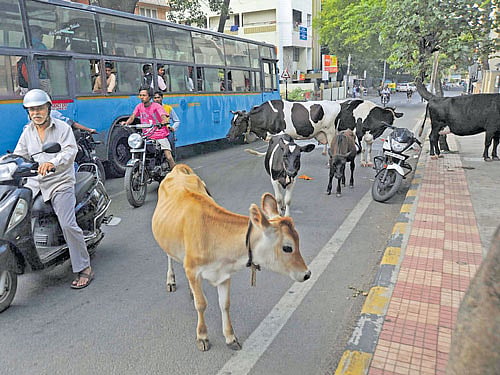 Now, cows to walk the ramp in Haryana