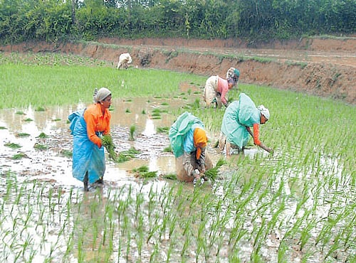 Govt plans agricultural zones to boost farm productivity