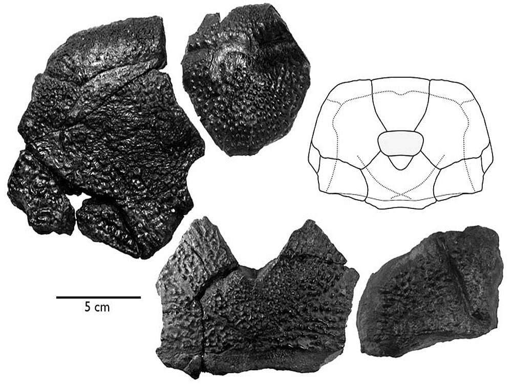 Gigantic, ancient armoured 'B rex' fish discovered